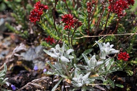火绒草环境保护春天花植物夏天户外吉尔吉斯斯坦花摄影