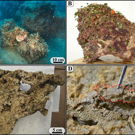 A Micrite Observed In Reflected Light And Excited With Uv Light B