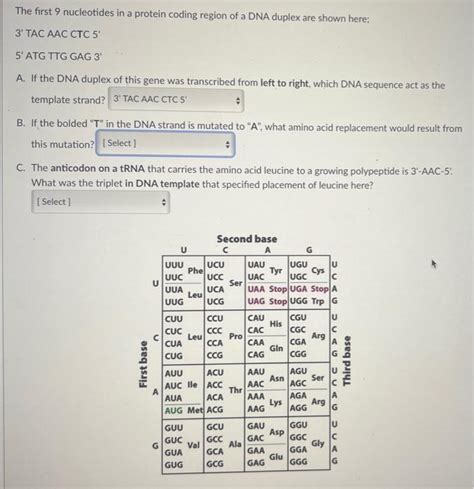 Solved The First 9 Nucleotides In A Protein Coding Region Of
