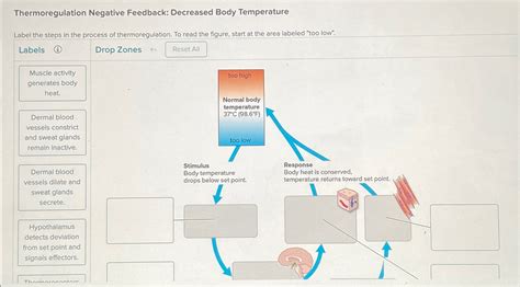Solved Thermoregulation Negative Feedback Decreased Body