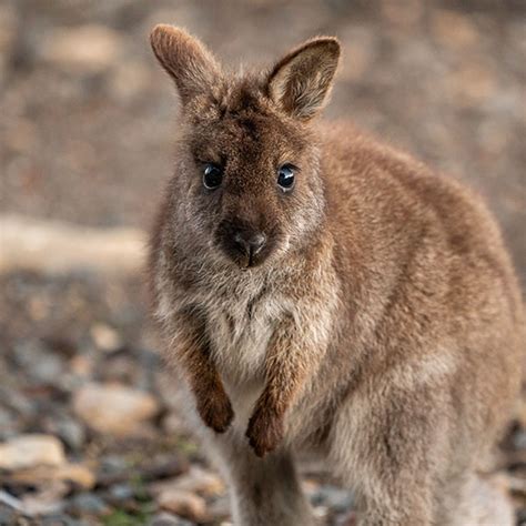 Bennetts Wallaby Wildlife Images