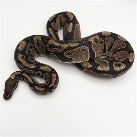 Python Regius Ball Python Surrender Jura 15 Years Old P
