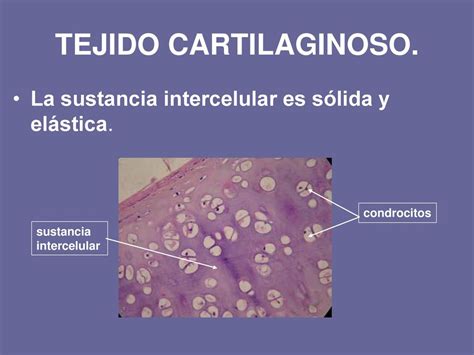 Los Tejidos Del Cuerpo Humano Ppt Descargar