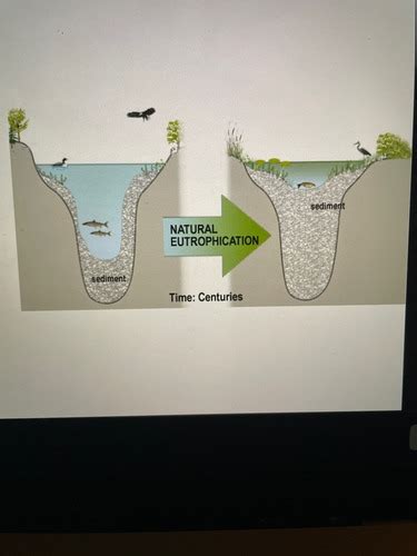 Ecological Succession Flashcards Quizlet