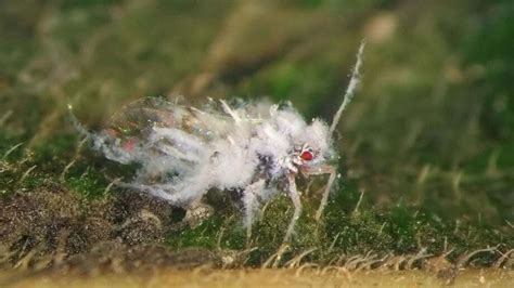 How To Identify And Control Woolly Aphids Complete Guide