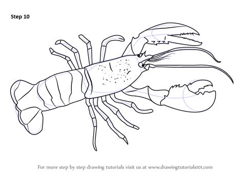 How To Draw A Lobster Other Animals Step By Step