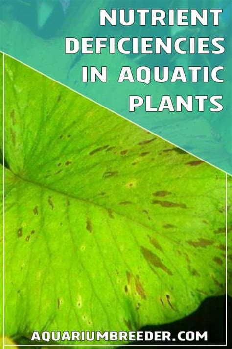 How To Spot Nutrient Deficiencies In Aquatic Plants Shrimp And Snail