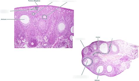 Ovary Histology Diagram Quizlet Ovary Histology Diagram Quizlet