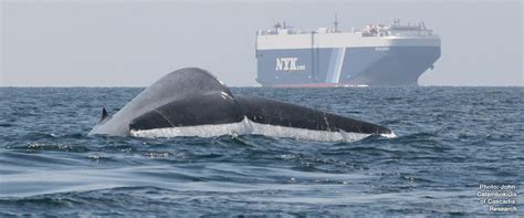 Con Las Aguas Más Calientes Las Ballenas Se Enfrentan A Más Colisiones