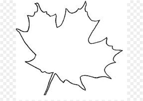 Sugar Maple Leaf Drawing At Explore Collection Of