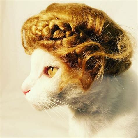 30 Cats In Wigs That Will Make You Laugh Gallery Cattime