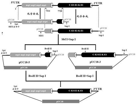 Dna Molecule Containing Chikungunya Virus Whole Genome Cdna And Uses Thereof Eureka Patsnap