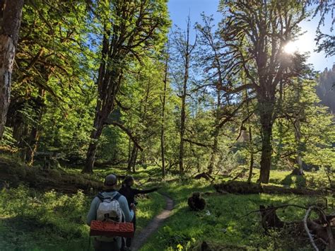무료 사진 젊은 여자 남자 산책 숲의 경로 신체 활동 하이킹 레크리에이션 라이프 스타일 숲 나무