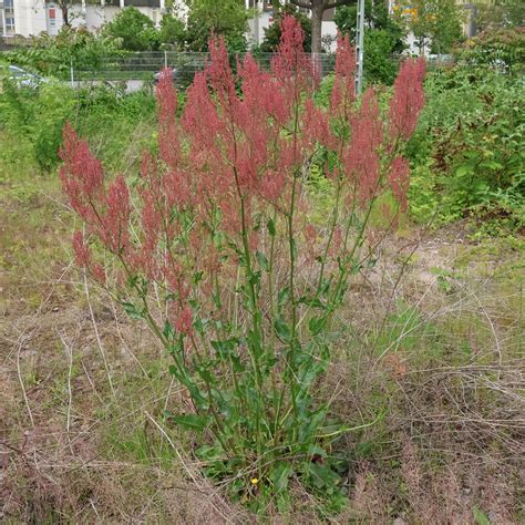 Straußblütiger Sauerampfer Rumex Thyrsiflorus