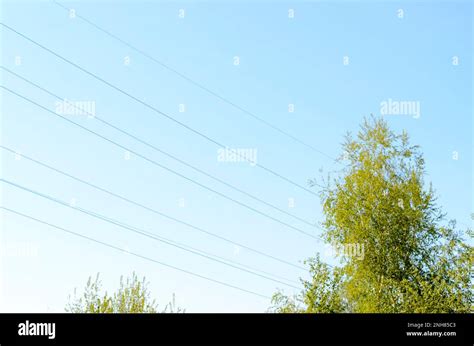 Wire Lines Stretched On The Green Branches Of Trees Over Bright Blue Sky With The Sun Stock