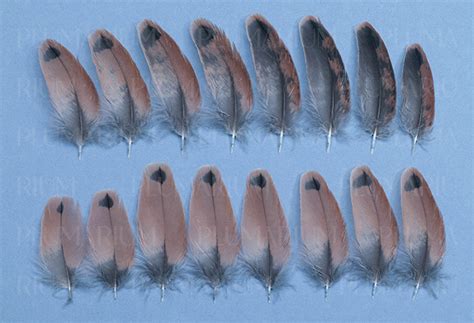 CernÍcalo Vulgar • Plumarium