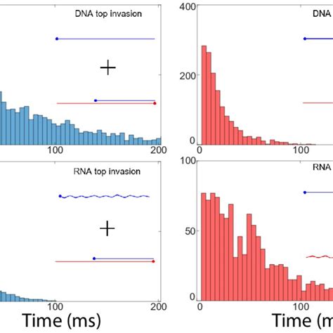 Toehold Mediated Dna Strand Displacement Each Line Represents A