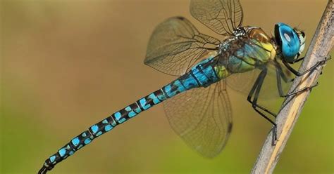 Dragonflies Libellulidae Elegant Hunters And Wetland Guardians