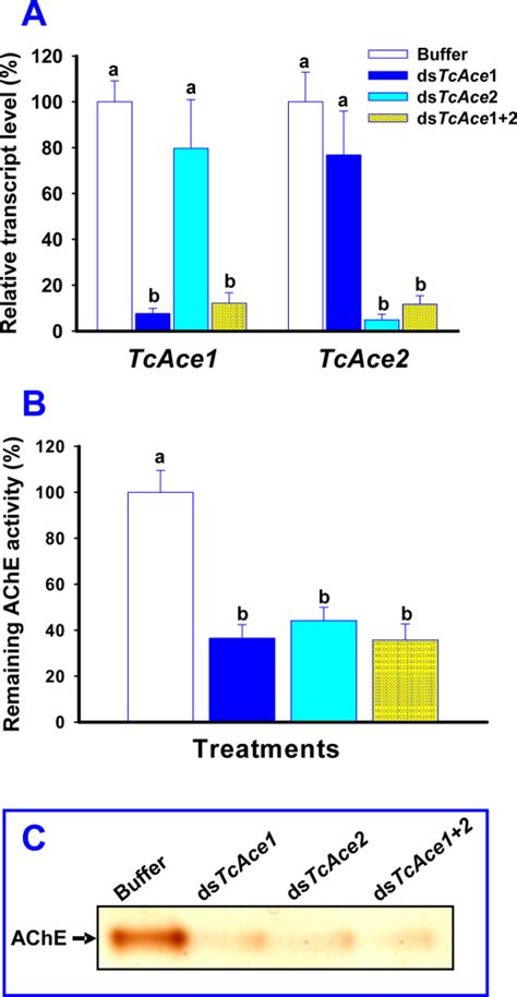 The Results Are Presented As The Mean And Standard Errors Of Three
