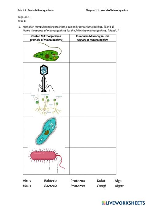 World Of Microorganisms Interactive Worksheet Live Worksheets