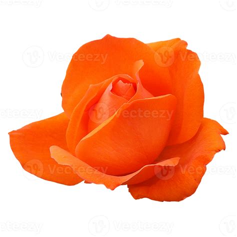 Orange Roses Kroger At Amanda Litherland Blog