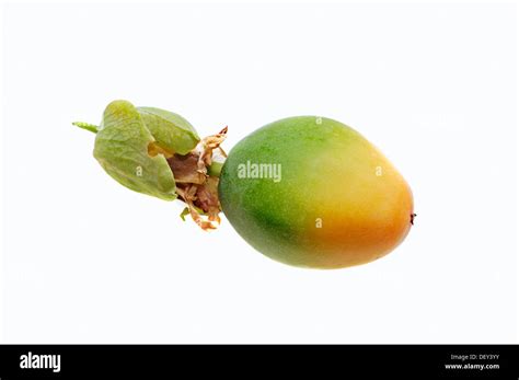 Blue Passion Flower Or Common Passion Flower Passiflora Caerulea Fruit Native To Argentina