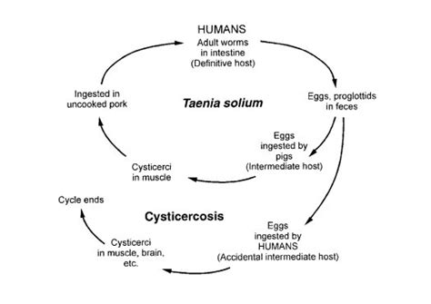 “overview Of Intestinal Cestodes Types Life Cycle And Diseases” Pdf