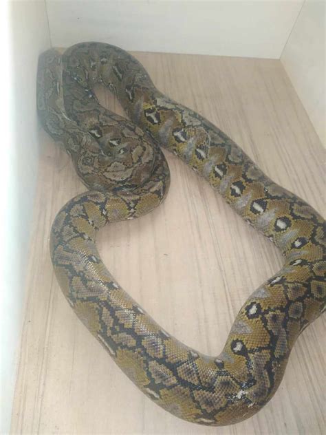 Reticulated Python Captured Inside Compound Of DOH 7 In Cebu