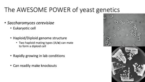 MCB Lab Midterm Flashcards Quizlet MCB Lab Midterm Flashcards Quizlet