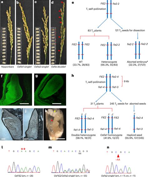 Seed Phenotypes And Genetic Segregation Of The Self Pollinated Osfie