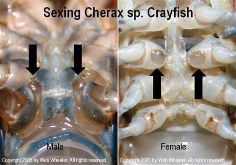 A Quick Psa On Sexing Crayfish Rcrayfish