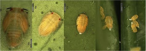 משרד החקלאות התגלו מוקדים נוספים של המזיק פסילת ההדר האסייתית אתר החדשות דבר