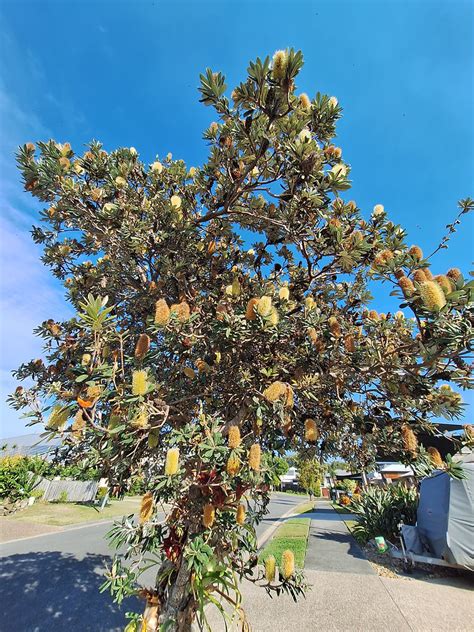 When Bees Hibernate Beekeepers Get Busy