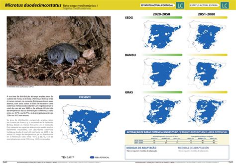 Microtus Duodecimcostatus Museu Virtual Biodiversidade