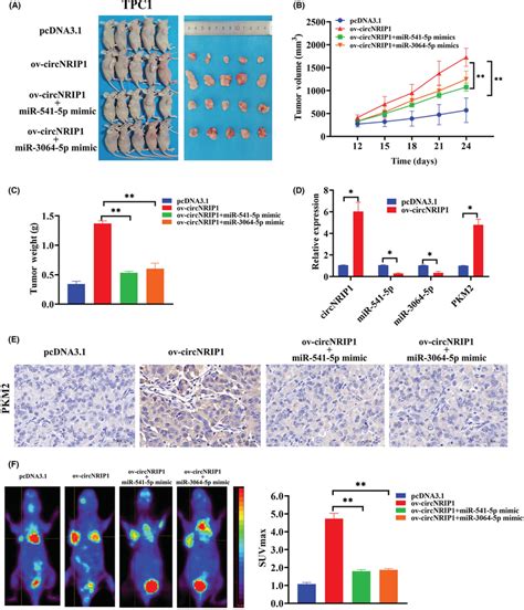 Circular Rna Nuclear Receptor‐interacting Protein 1 Circnrip1 Download Scientific Diagram