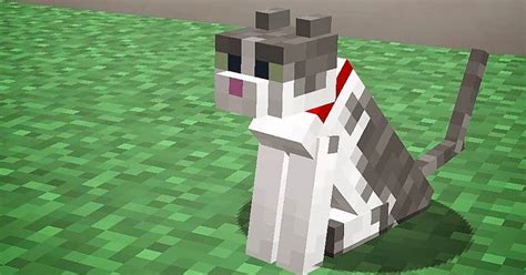 Cat Colors In Minecraft