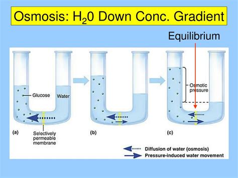 Ppt History Of Fluid Mosaic Model Powerpoint Presentation Free