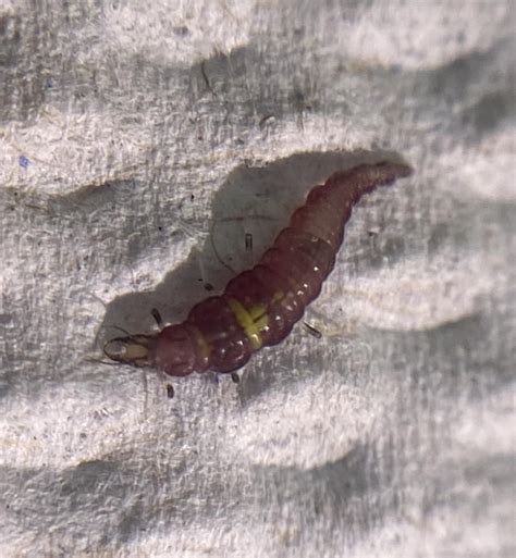 Can You Help Me To Identify This Larvae R Species
