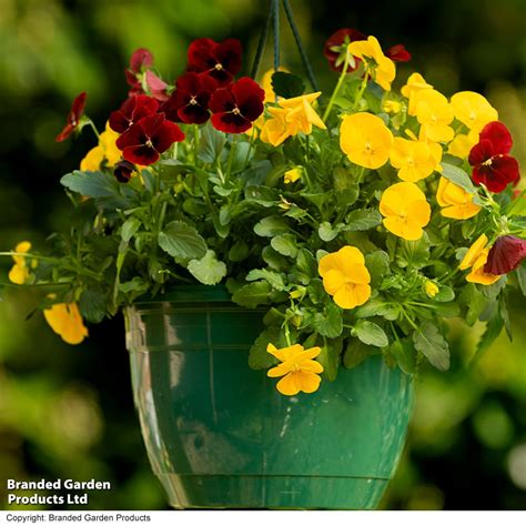 Viola Ruby And Gold Mix Dobies