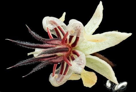 Pollinating Cocoa Crops A Behind The Scenes Look At A Human Pollinator