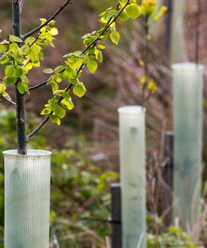 9 Tree Mistakes To Avoid Homes And Gardens