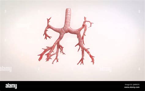 Anatomie Segmentaire Broncho Pulmonaire Photo Stock Alamy