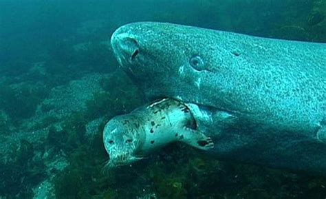 Slow Sharks Still Catch Seals Shark Angels
