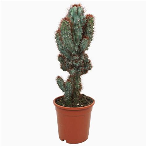 Cereus Peruvianus Monstrosus — Plant Wholesale Floraccess