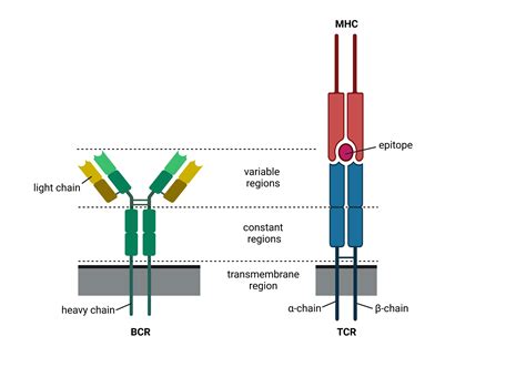 40 Immune Receptor Profiling — Single Cell Best Practices