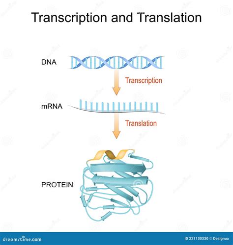 Transcription And Translation Diagram