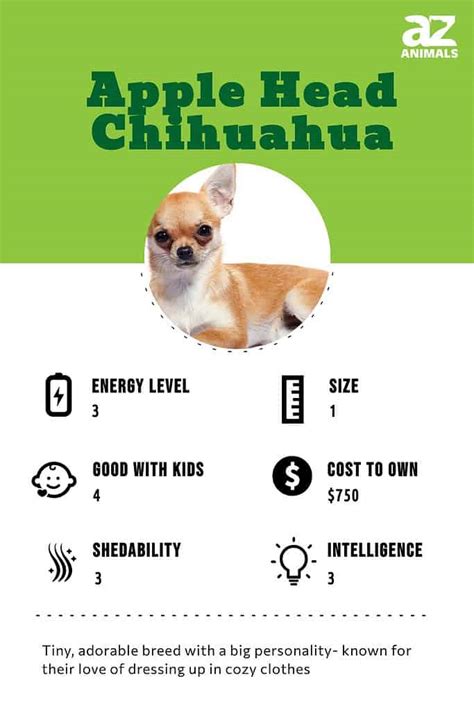 Applehead Teacup Chihuahua Blue Eyes