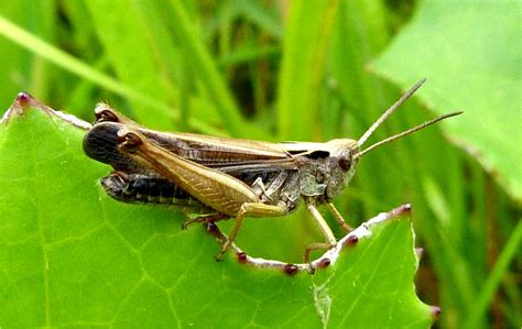 Grasshopper Wallpapers Wallpaper Cave