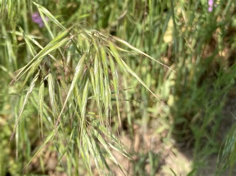 Cheatgrass From W Overland Rd Boise Id Us On May 20 2023 At 1034 Am By Sam Anderton