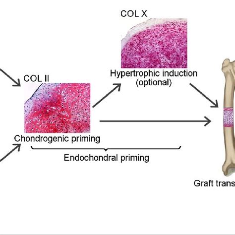 Schematic Illustration Of Eco Based Strategies For Large Bone Defect Download Scientific